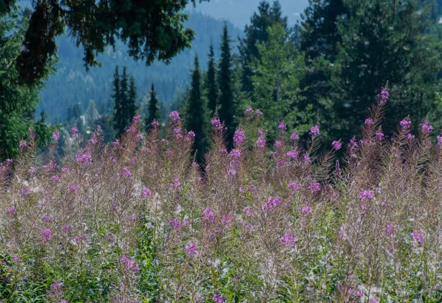 Pollen API: Accurate Hyperlocal Pollen Data Of The World